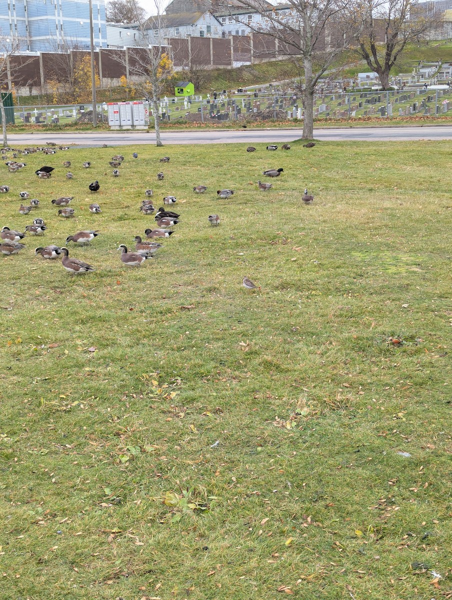 ML647913164 - Pectoral Sandpiper - Macaulay Library