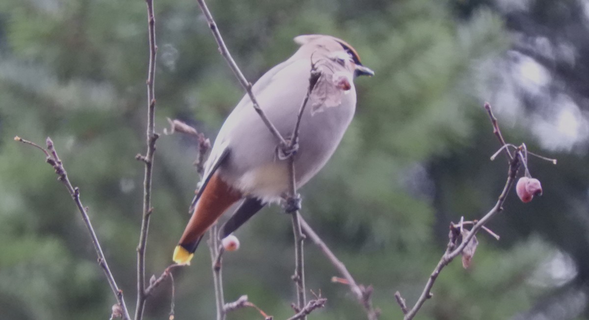eBird Checklist - 31 Dec 2025 - Trent Main - 12 species