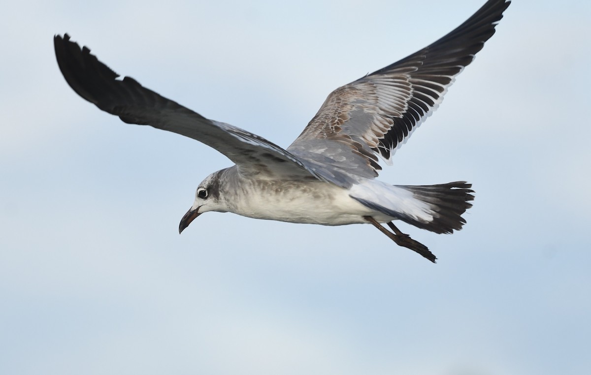 eBird Checklist - 30 Dec 2025 - Oleta River SP - 8 species
