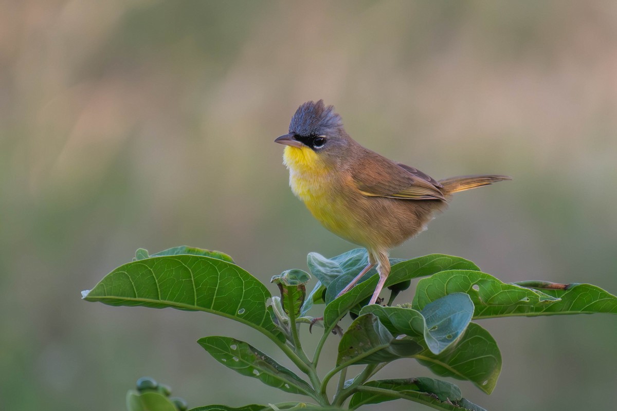 ML647935154 - Gray-crowned Yellowthroat - Macaulay Library