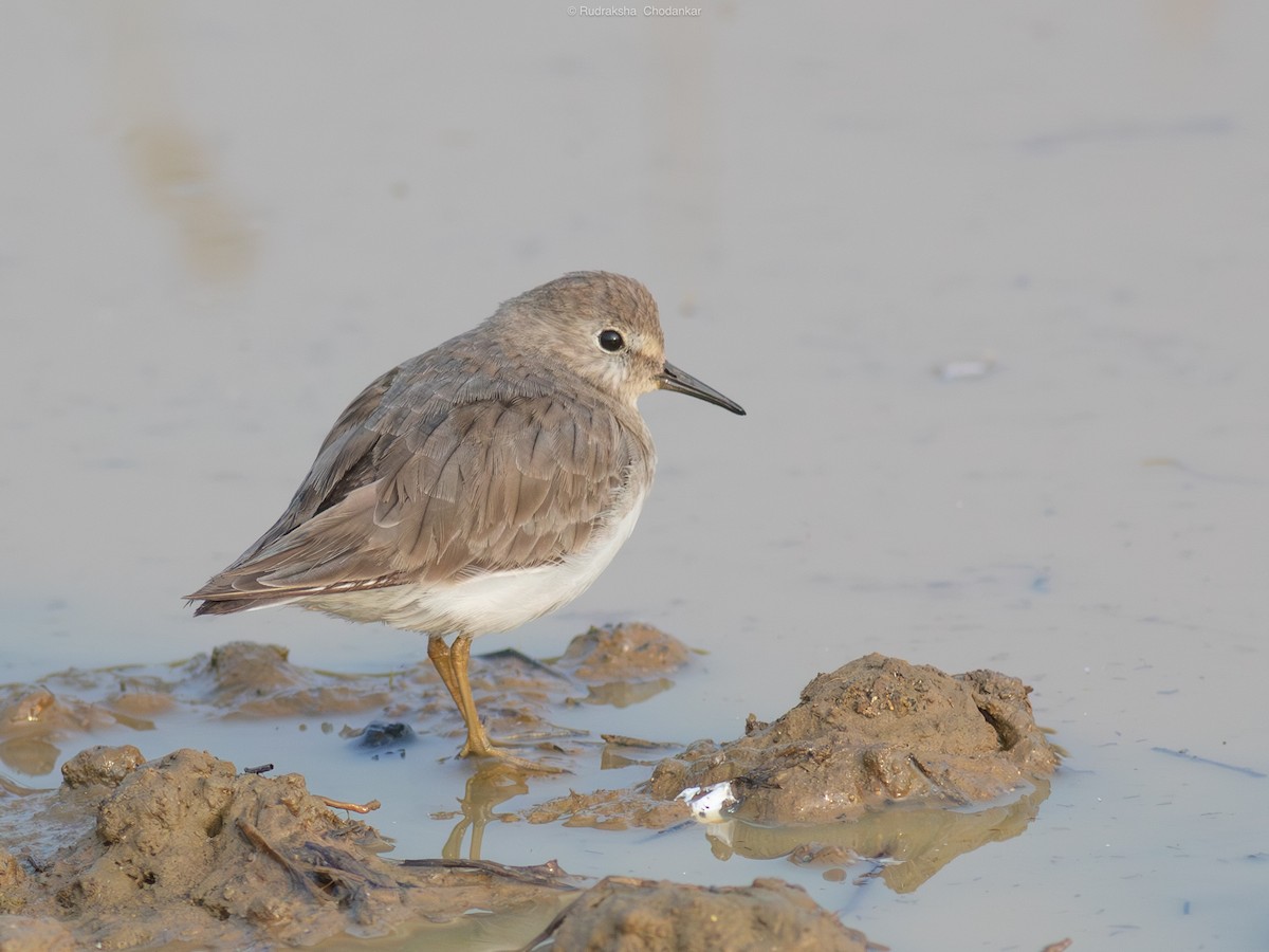 ML647949237 - Temminck's Stint - Macaulay Library