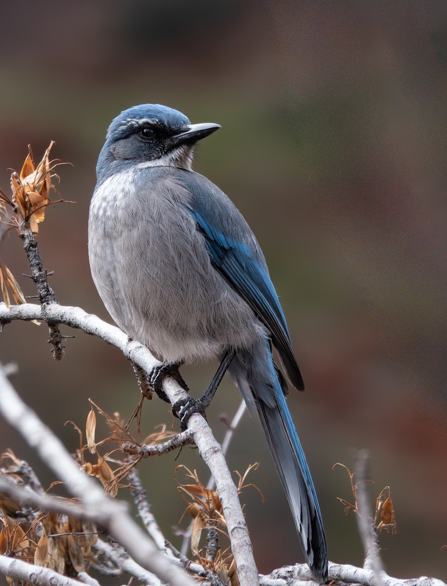 ML647959383 - Woodhouse's Scrub-Jay - Macaulay Library