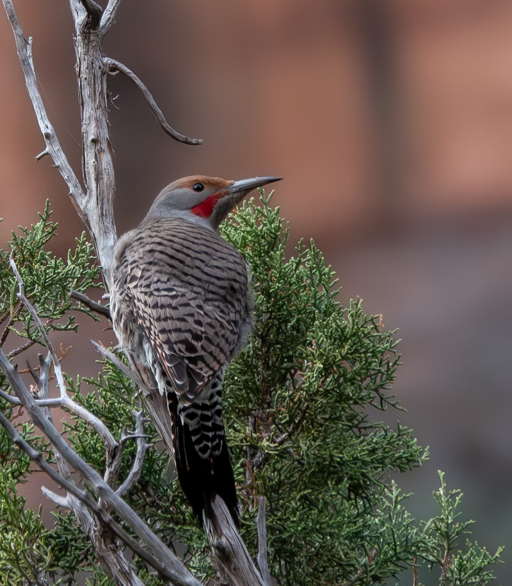 ML647959399 - Northern Flicker (Red-shafted) - Macaulay Library