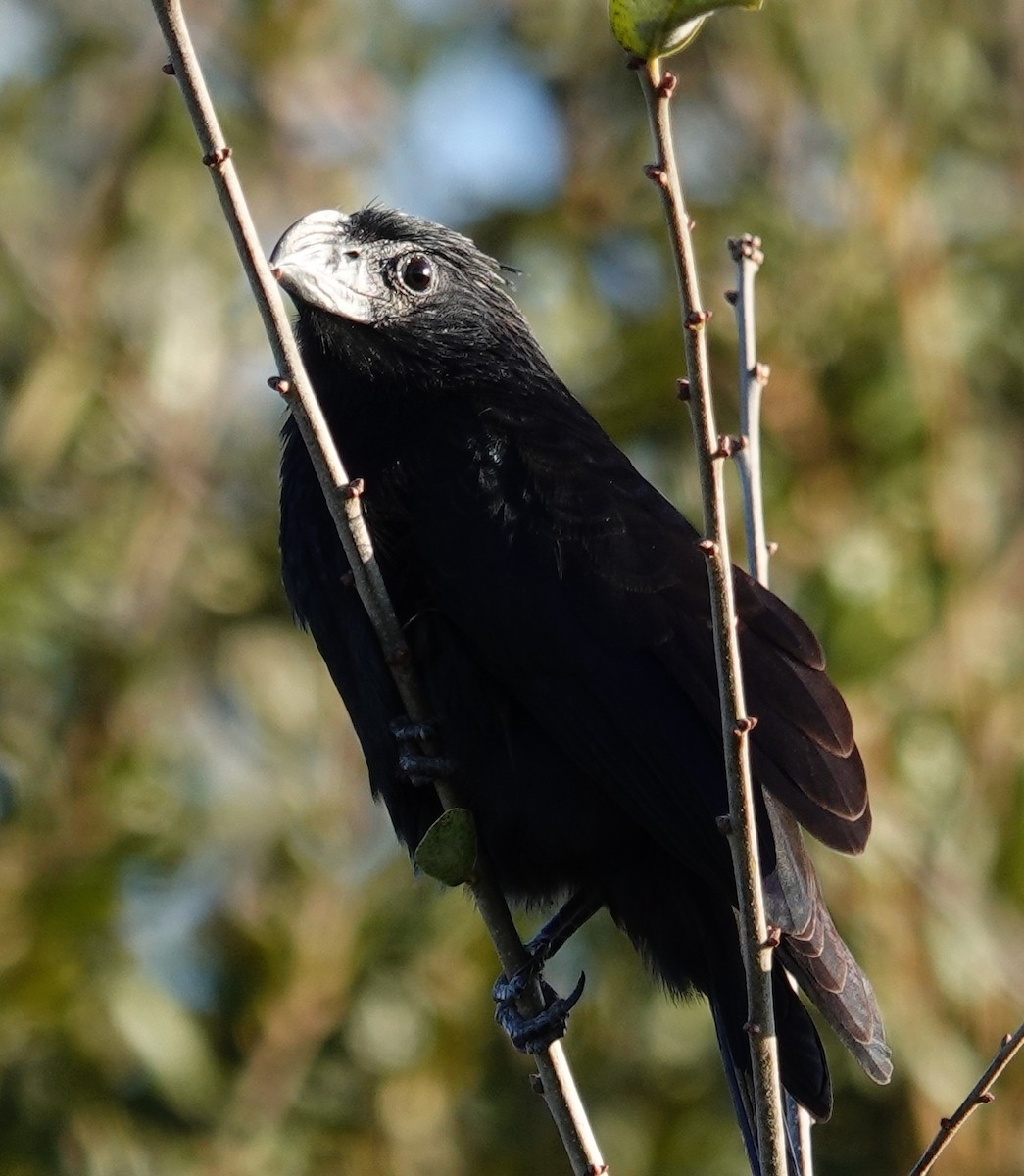 eBird Checklist - 1 Jan 2026 - Perico Preserve - 40 species (+1 other taxa)