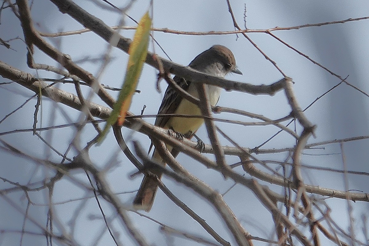 eBird Checklist - 1 Jan 2026 - El Franco Lee Park - 28 species