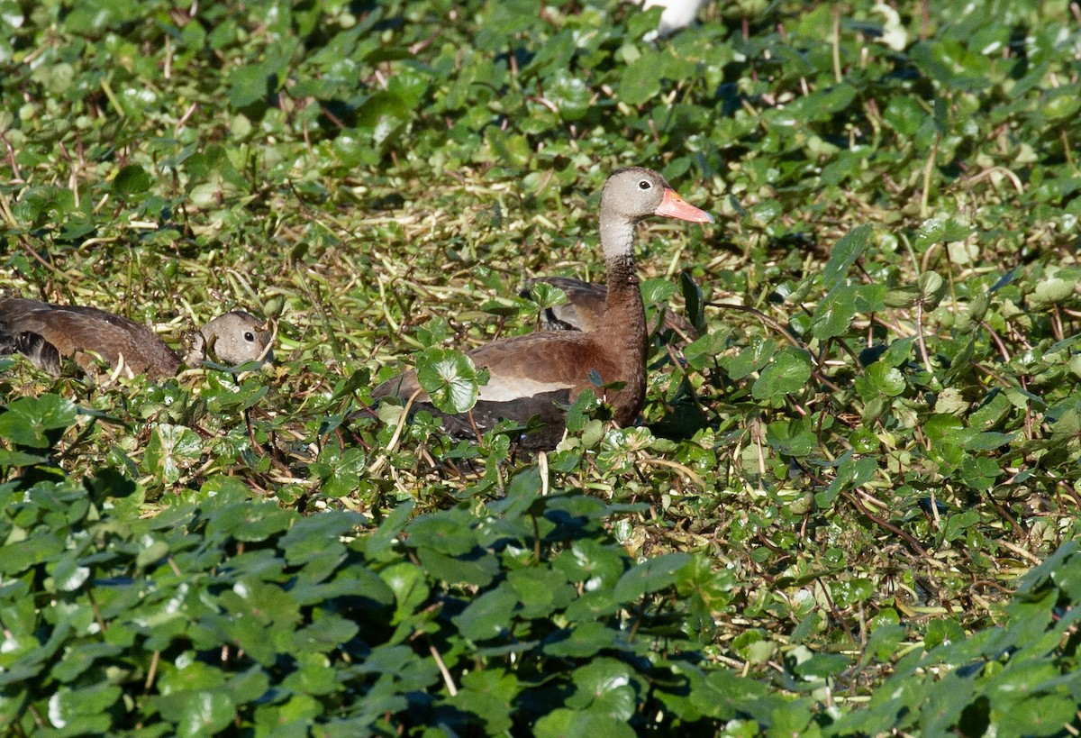 eBird Checklist - 1 Jan 2026 - Phinizy Swamp Nature Park - 39 species