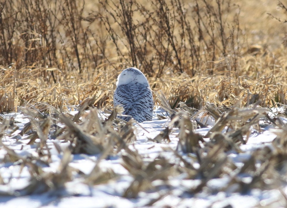 eBird Checklist - 1 Jan 2026 - East Meadows, Northampton - 5 species