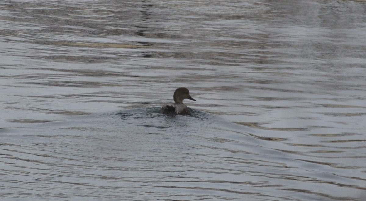eBird Checklist - 1 Jan 2026 - Rainbow Bridge - 5 species