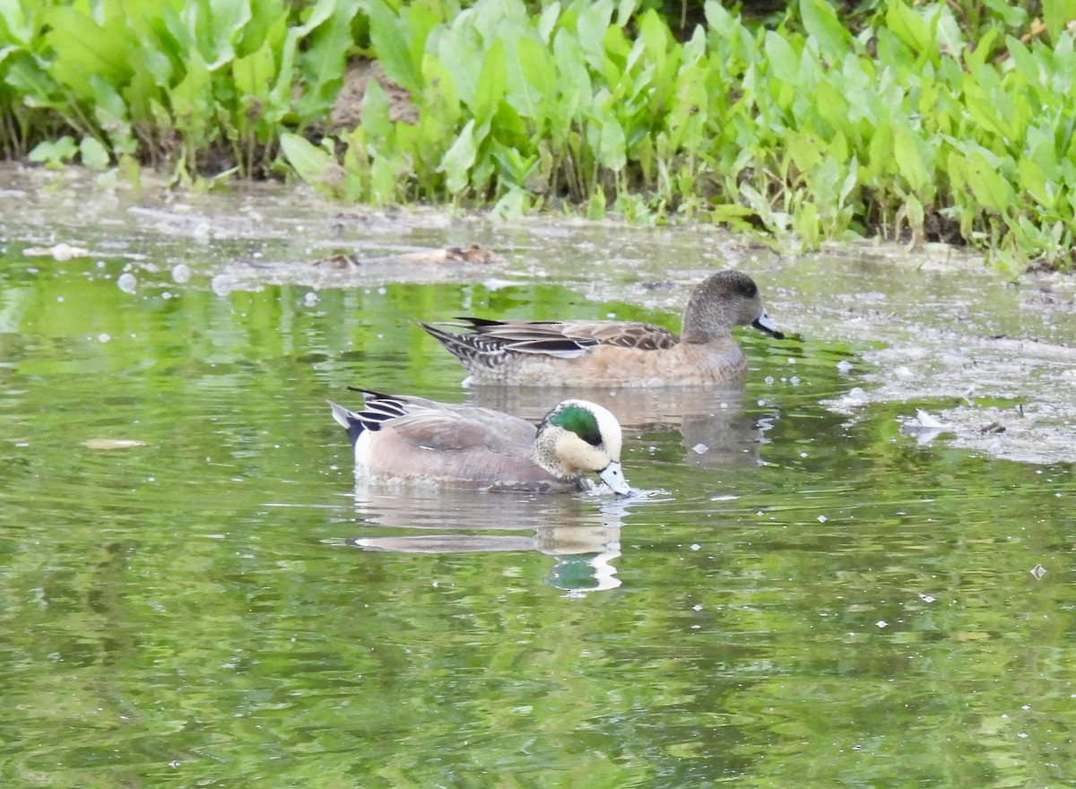 eBird Checklist - 1 Jan 2026 - Higley and Ocotillo Rds. ponds - 45 species