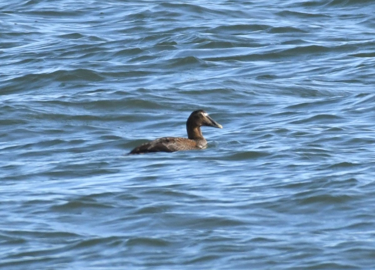 ML647995068 - Common Eider (Dresser's) - Macaulay Library