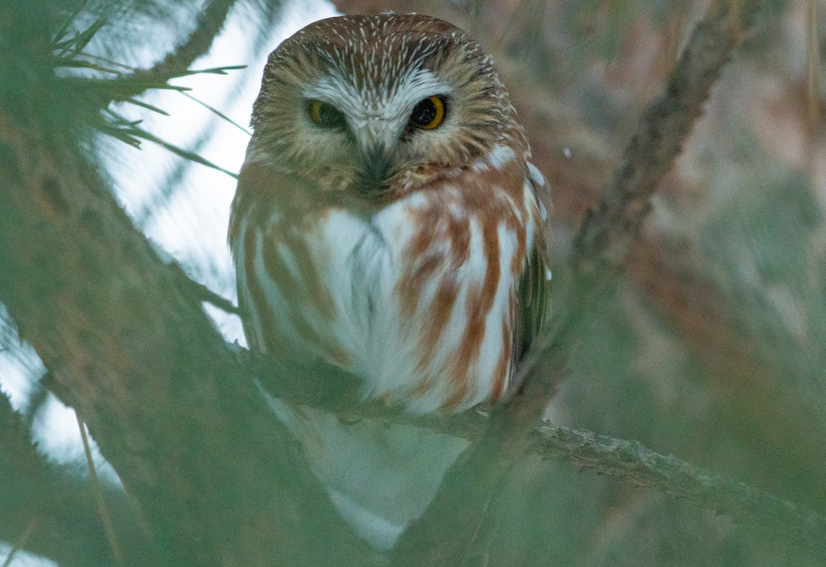 eBird Checklist - 1 Jan 2026 - Paul Bunyan Tree Service (walk-in access ...