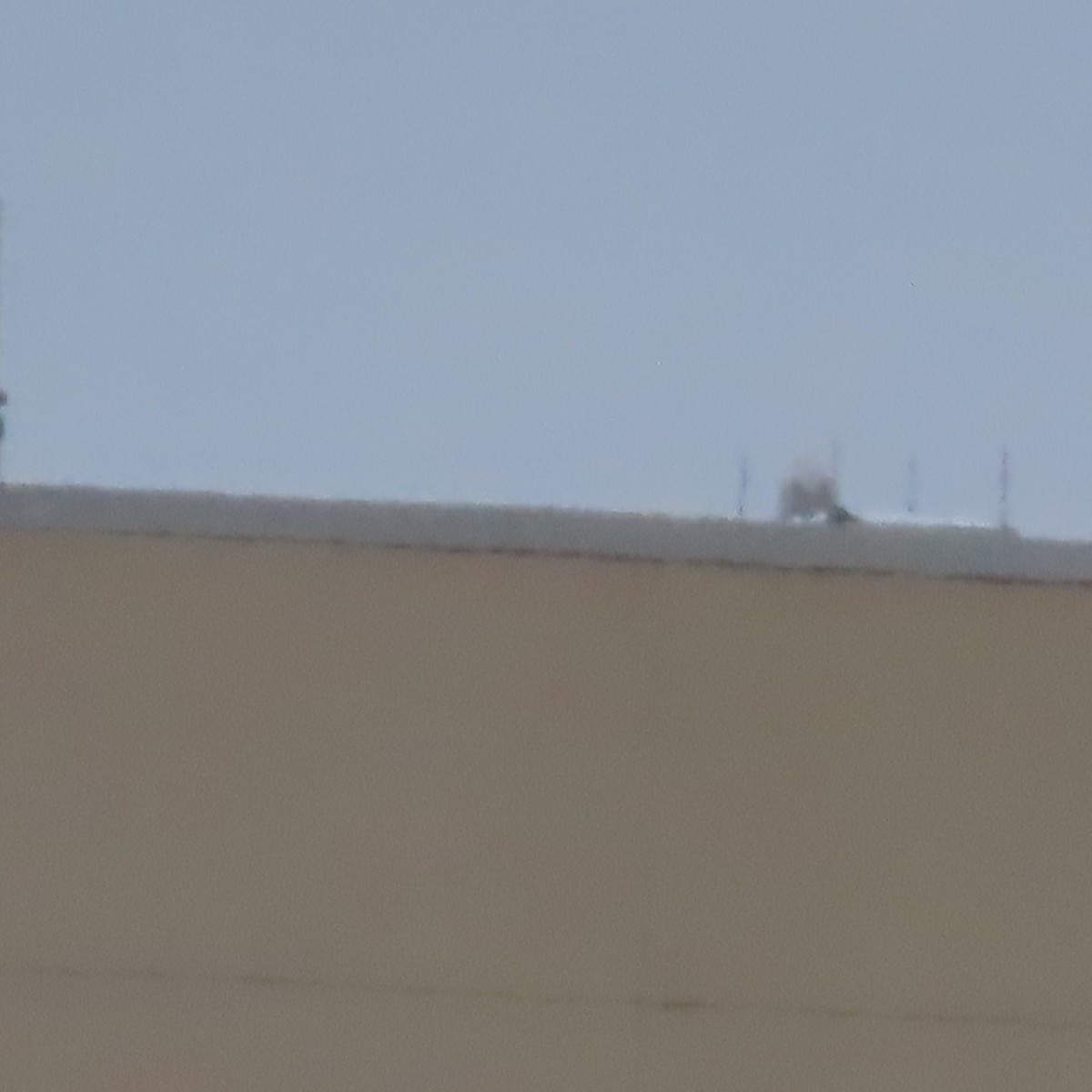 eBird Checklist - 1 Jan 2026 - MSP Aircraft Viewing Area, Cargo Rd - 4 ...