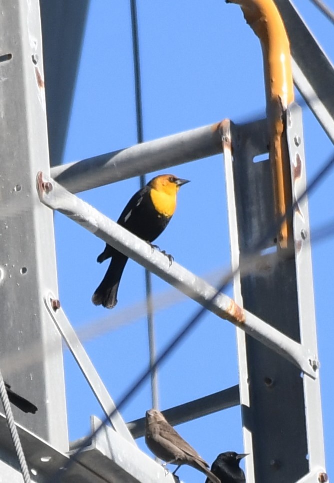 ML648003534 - Yellow-headed Blackbird - Macaulay Library