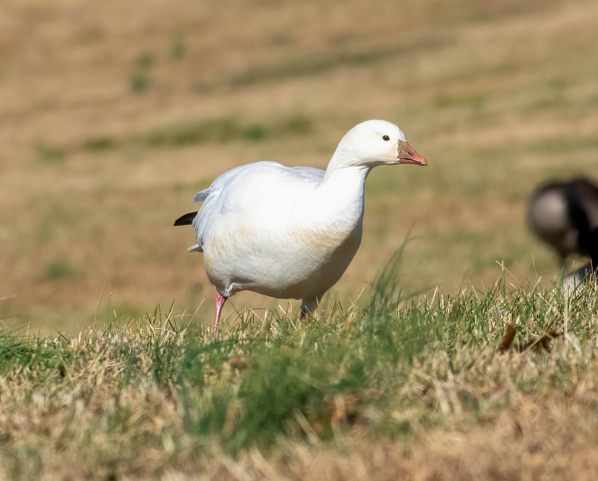 ML648006278 - Ross's Goose - Macaulay Library