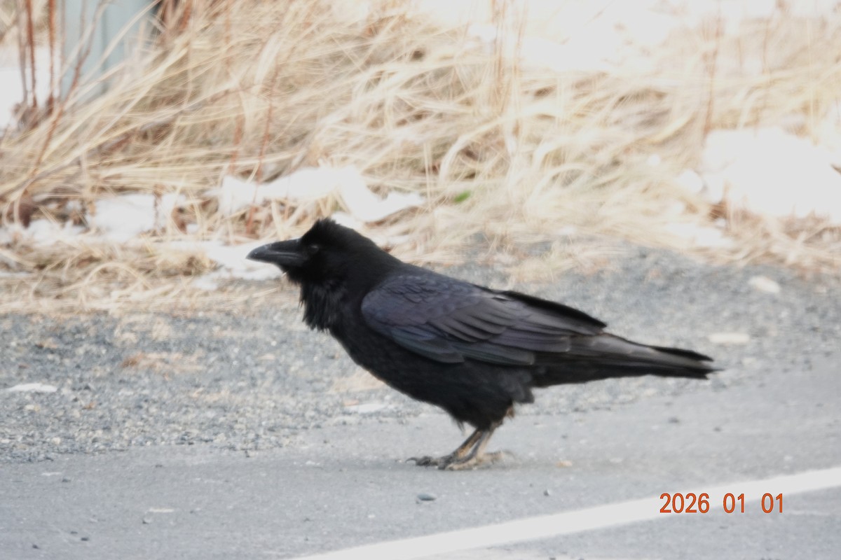 ML648009766 - Common Raven - Macaulay Library