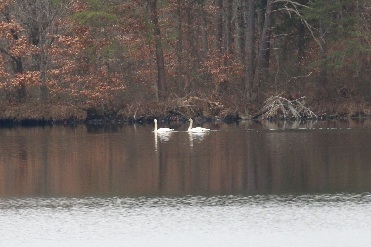 eBird Checklist - 1 Jan 2026 - Muscatatuck NWR (Jennings Co.) - 40 species