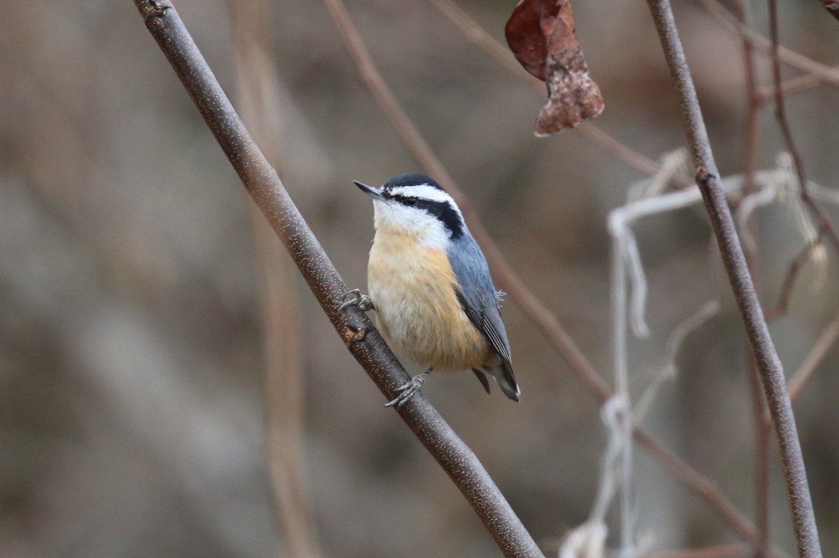 eBird Checklist - 1 Jan 2026 - Muscatatuck NWR (Jennings Co.) - 29 species