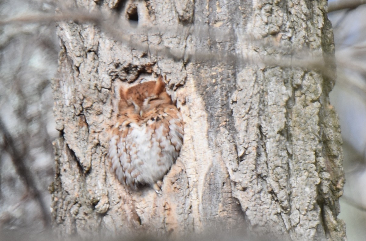eBird Checklist - 1 Jan 2026 - My Yard - 21 species
