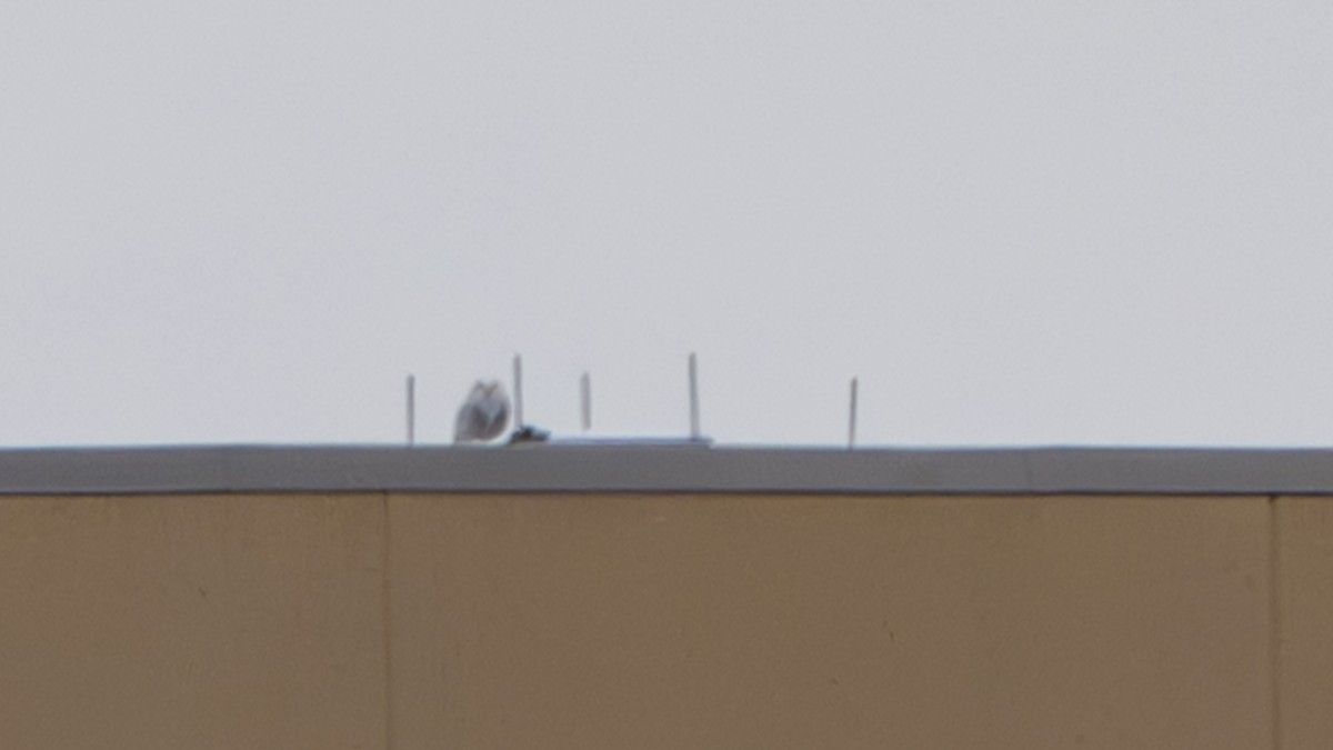 eBird Checklist - 1 Jan 2026 - MSP Aircraft Viewing Area, Cargo Rd - 2 ...
