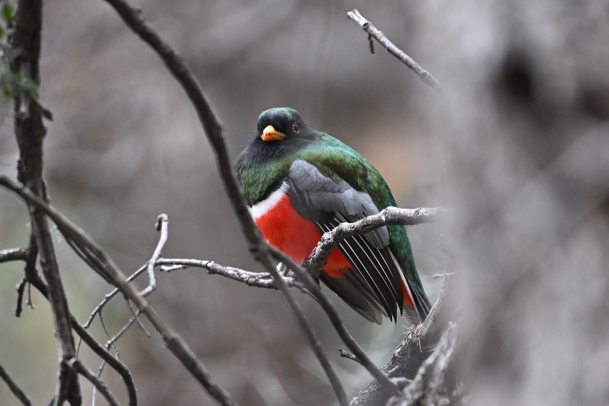 eBird Checklist - 1 Jan 2026 - Madera Canyon--Proctor Rd. - 9 species