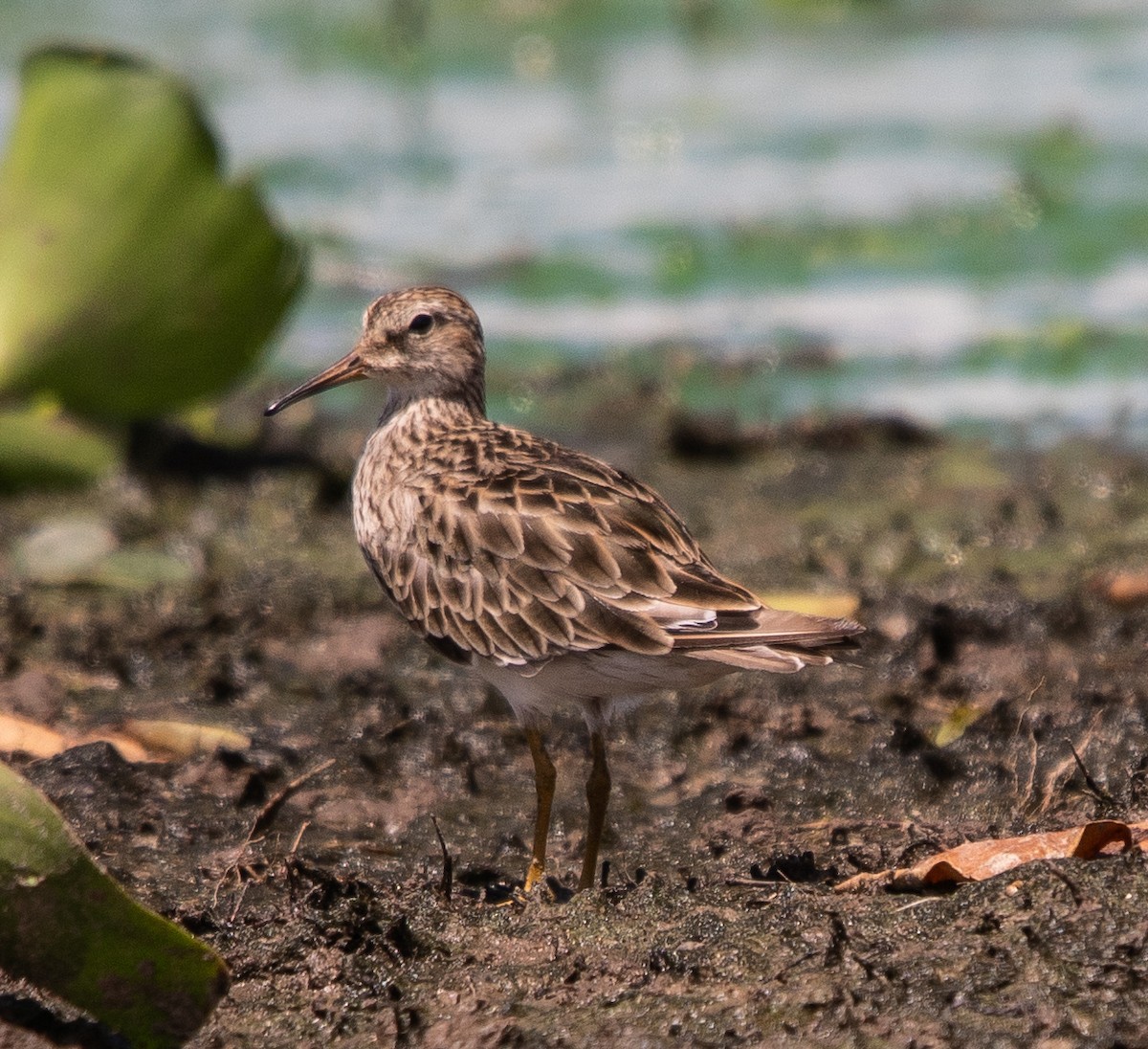 ML648028475 - Pectoral Sandpiper - Macaulay Library