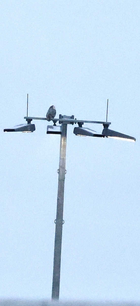 eBird Checklist - 1 Jan 2026 - MSP Aircraft Viewing Area, Cargo Rd - 1 ...