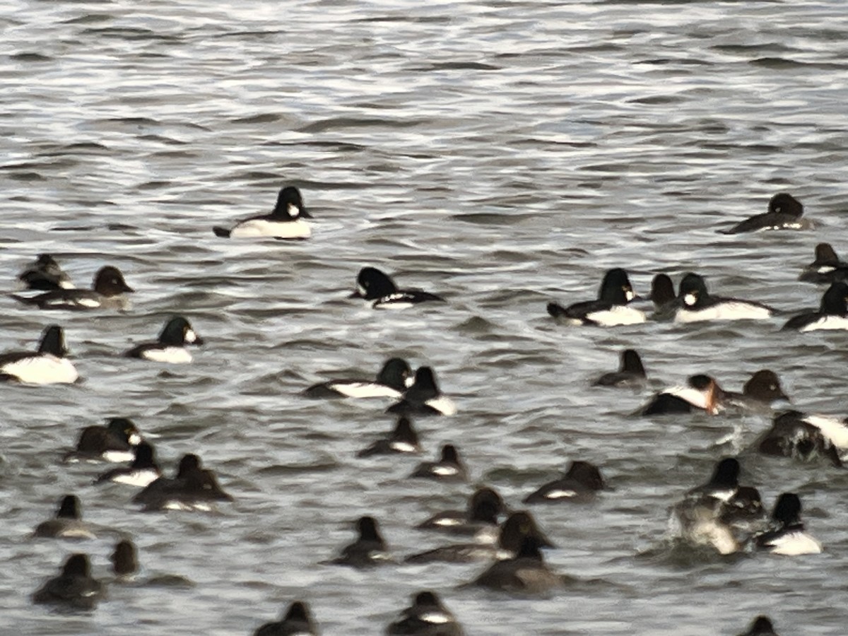 eBird Checklist - 2 Jan 2026 - Port Henry Pier - 15 species