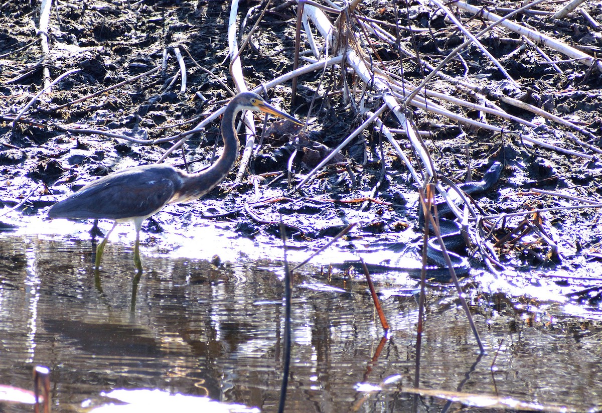 eBird Checklist - 2 Jan 2026 - Crews Lake Park - 44 species