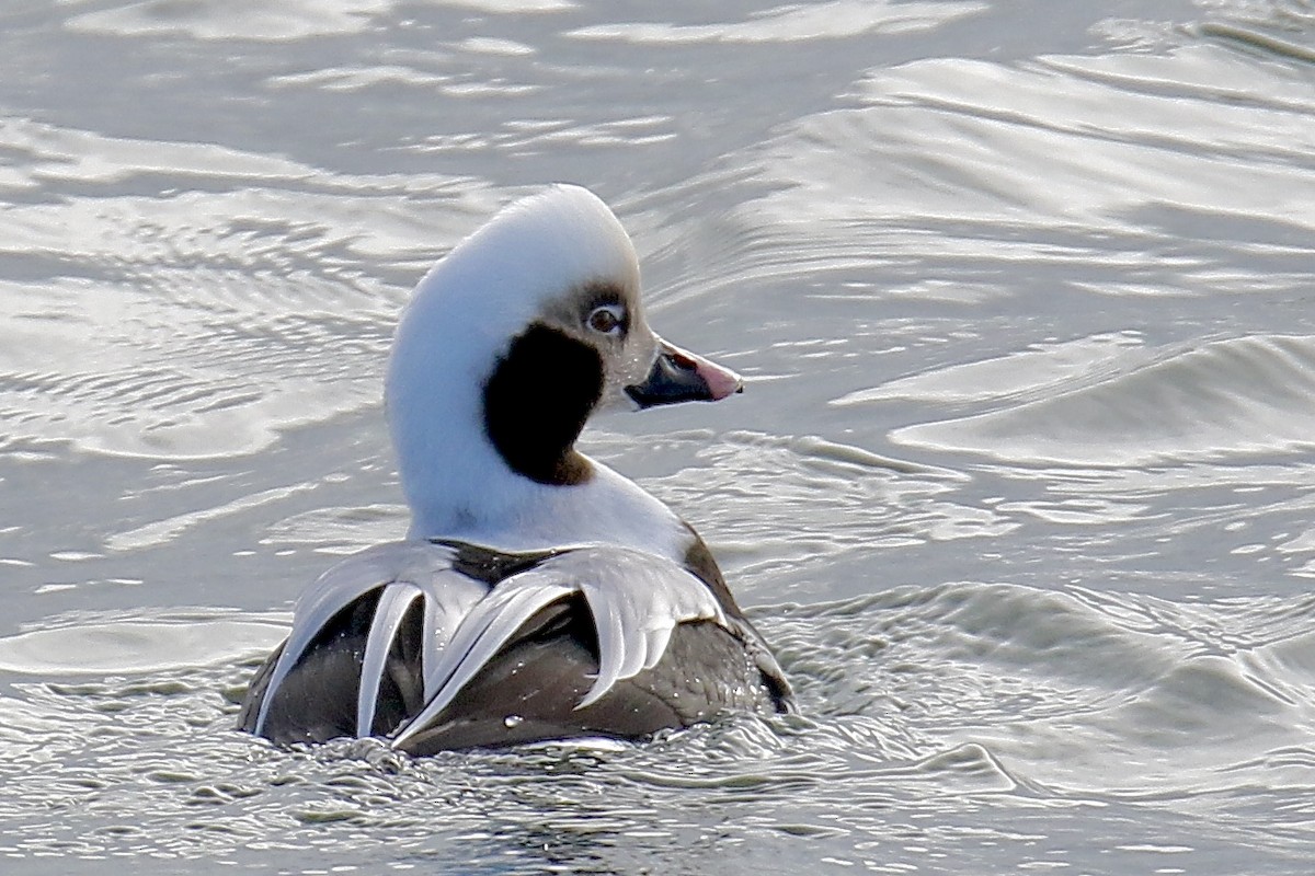 ML648067373 - Long-tailed Duck - Macaulay Library