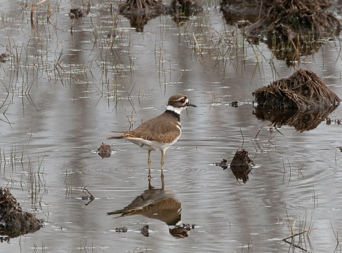 eBird Checklist - 2 Jan 2026 - Silver Bluff Audubon-Kathwood Ponds - 21 ...