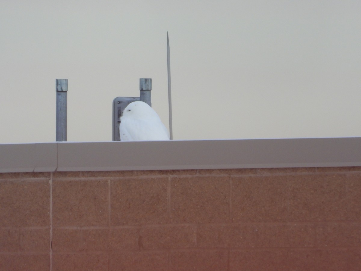 eBird Checklist - 2 Jan 2026 - MSP Aircraft Viewing Area, Cargo Rd - 1 ...