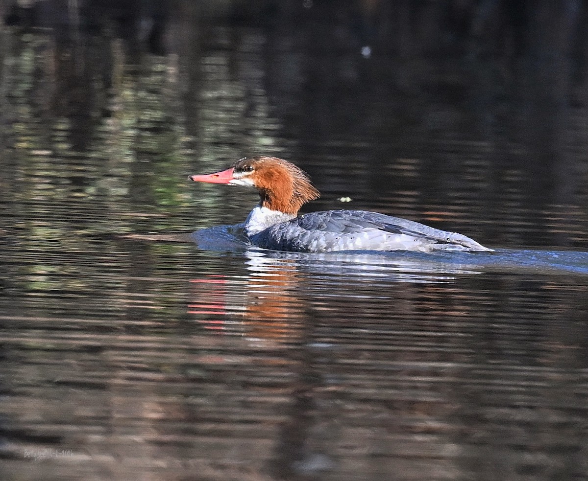 eBird Checklist - 2 Jan 2026 - Stumpy Lake Natural Area - 31 species