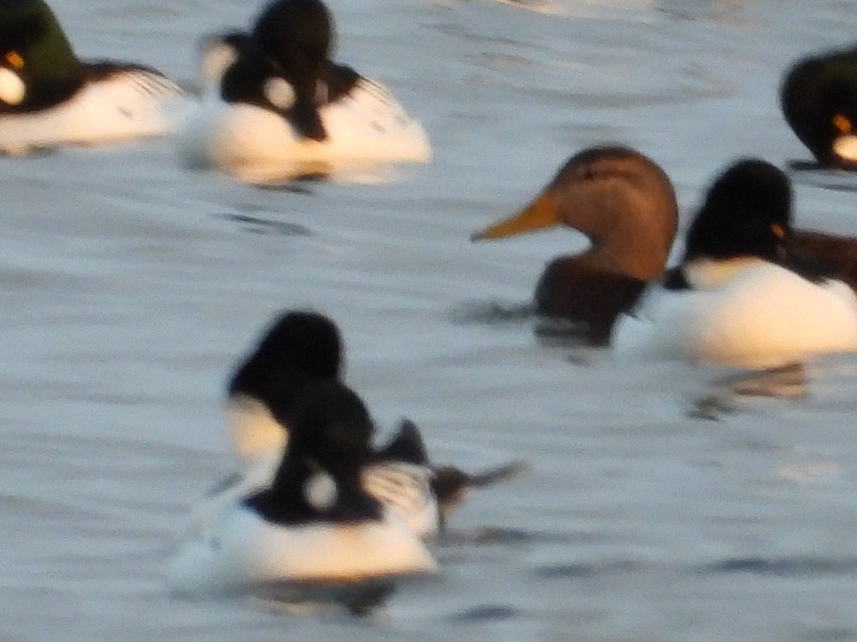 eBird Checklist - 2 Jan 2026 - Port Henry Pier - 5 species