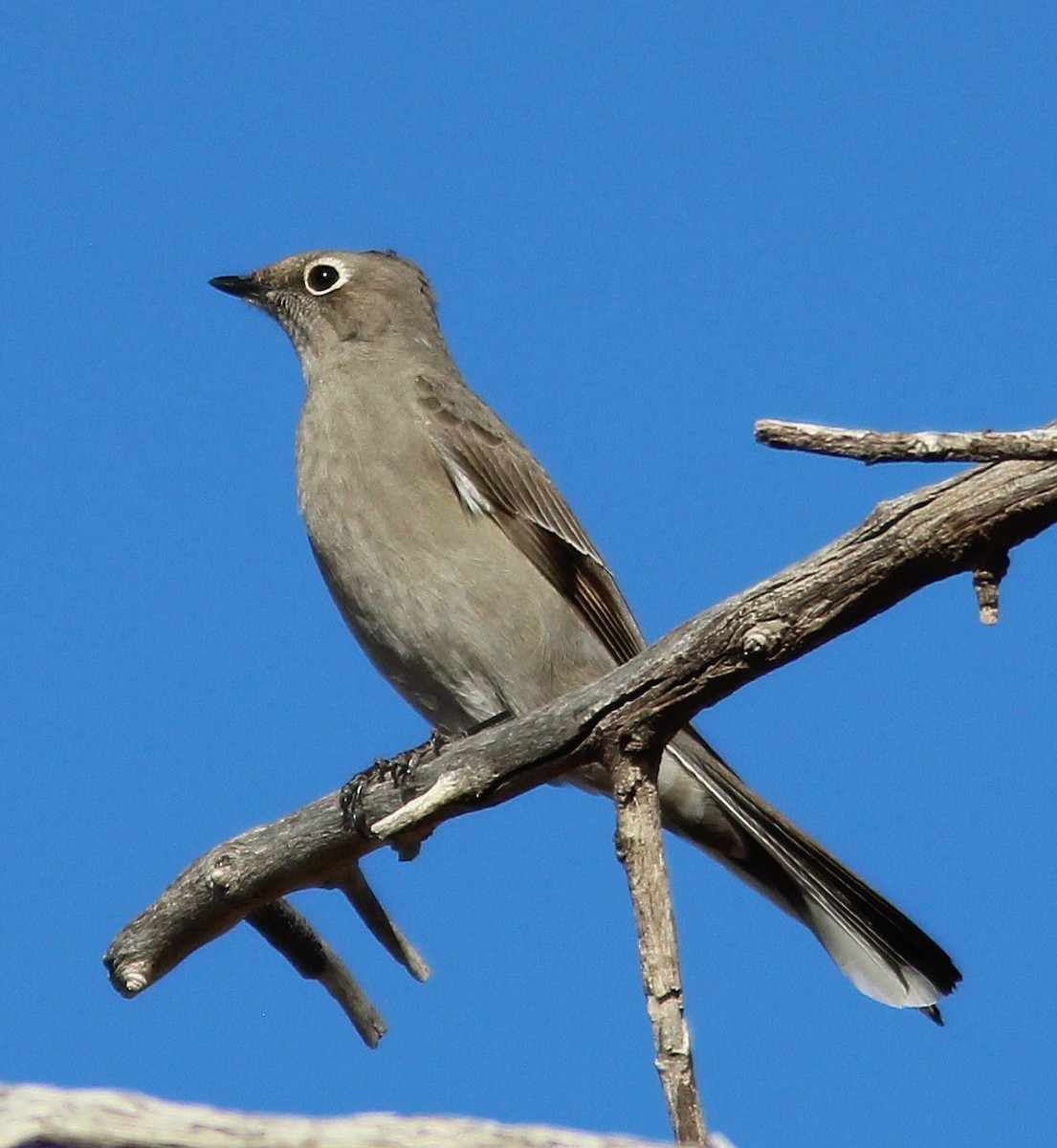 eBird Checklist - 2 Jan 2026 - Bosque del Apache NWR - 8 species