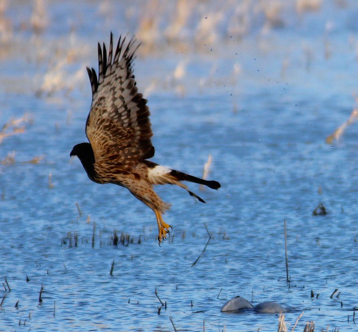 eBird Checklist - 2 Jan 2026 - Bosque del Apache NWR - 23 species