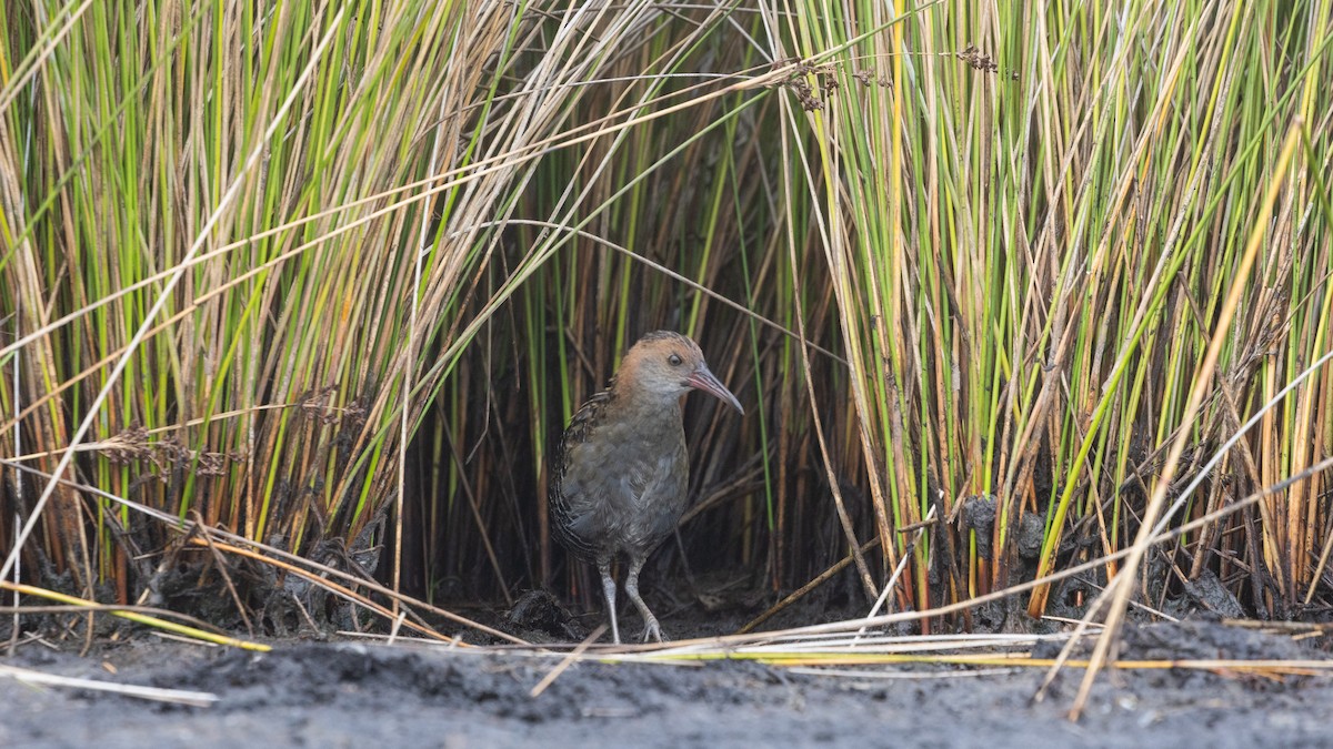 ML648110270 - Lewin's Rail - Macaulay Library