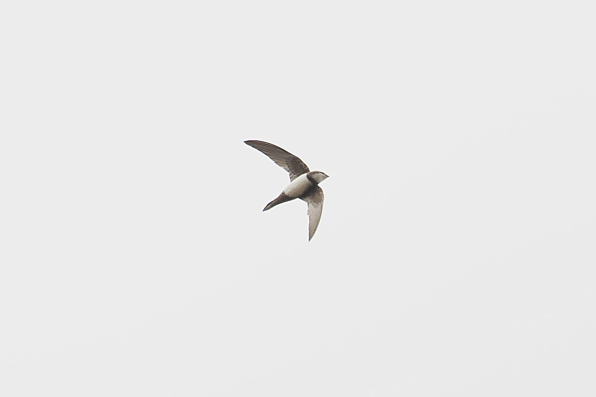 ML648122621 - Alpine Swift - Macaulay Library