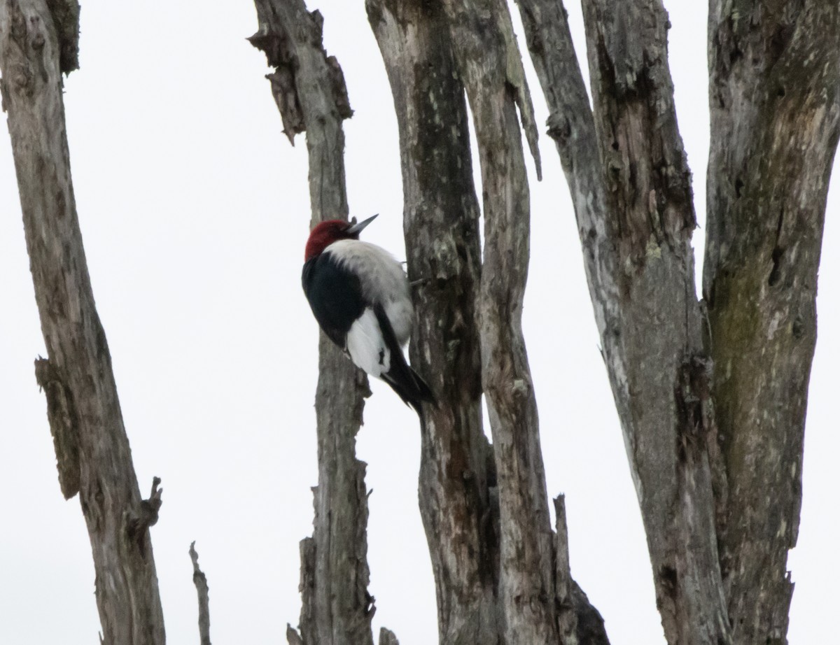 Pennsylvania Bird Atlas Checklist - 3 Jan 2026 - Jennings EEC (Jennings ...