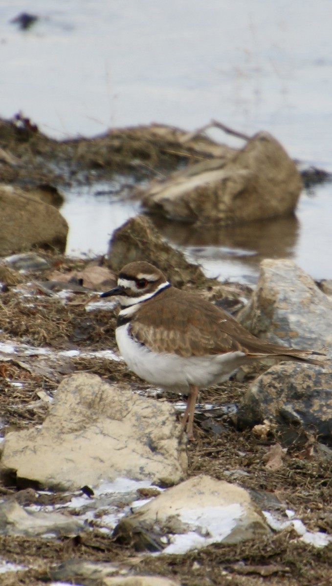 eBird Checklist - 3 Jan 2026 - Marsh Creek SP--West Side - 16 species