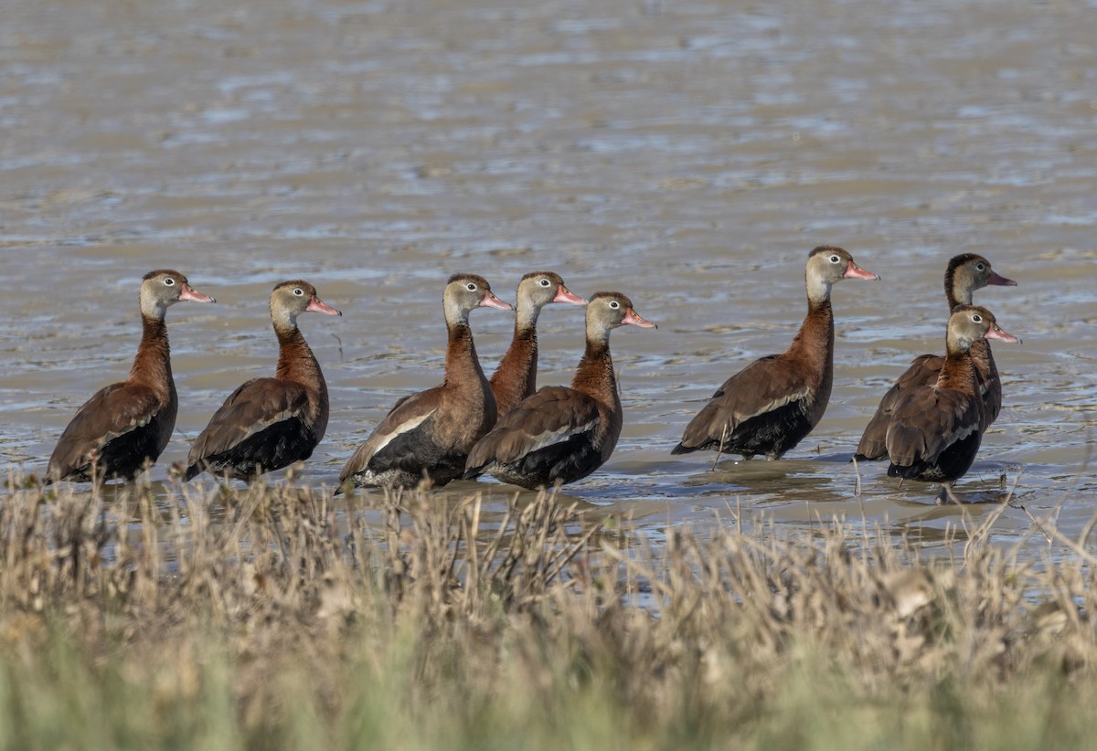 ML648150424 - Black-bellied Whistling-Duck - Macaulay Library