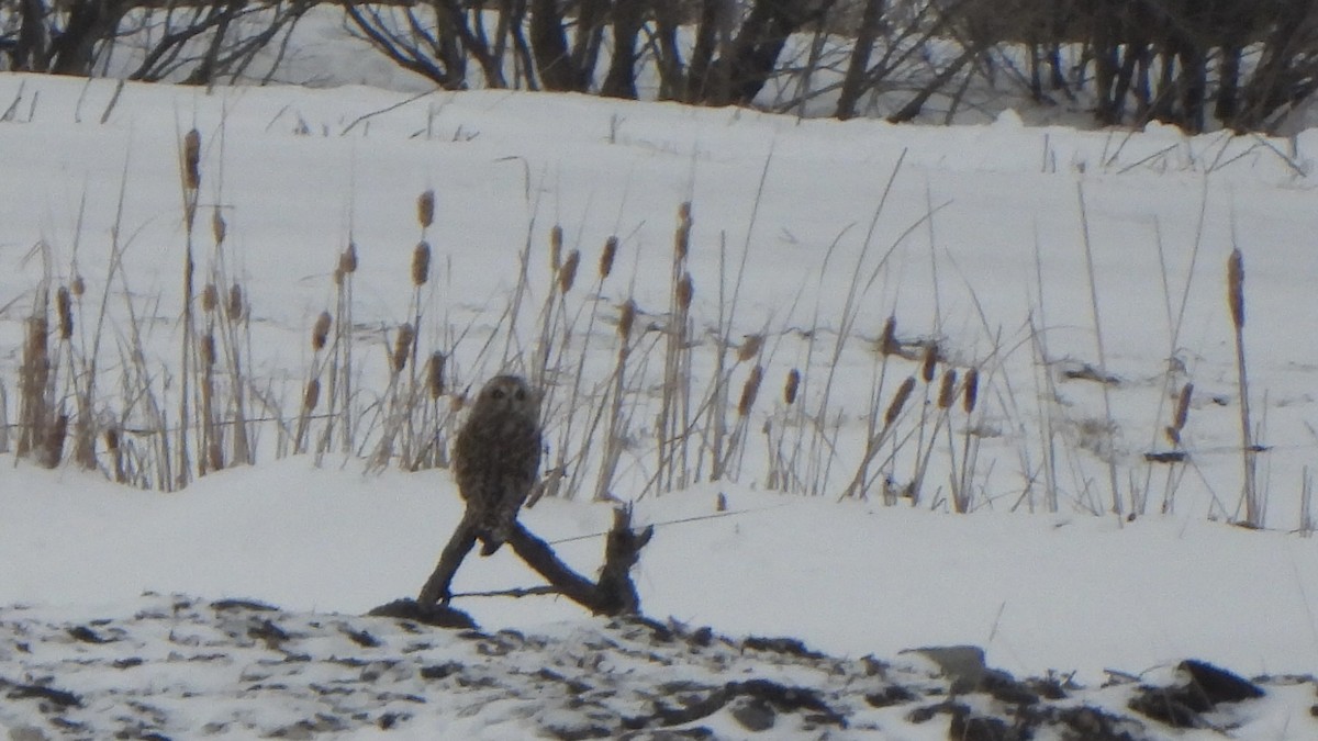 eBird Checklist - 3 Jan 2026 - Horace--Diversion Ponds - 2 species