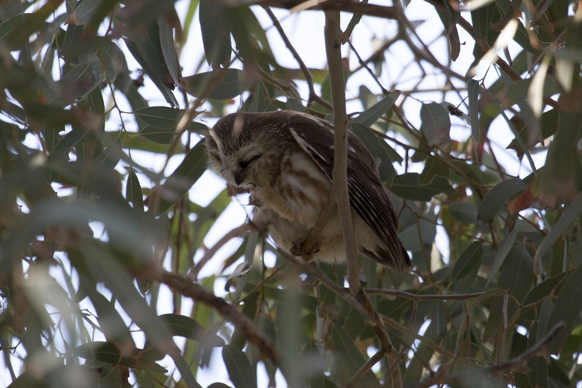 ML648164351 - Northern Saw-whet Owl - Macaulay Library