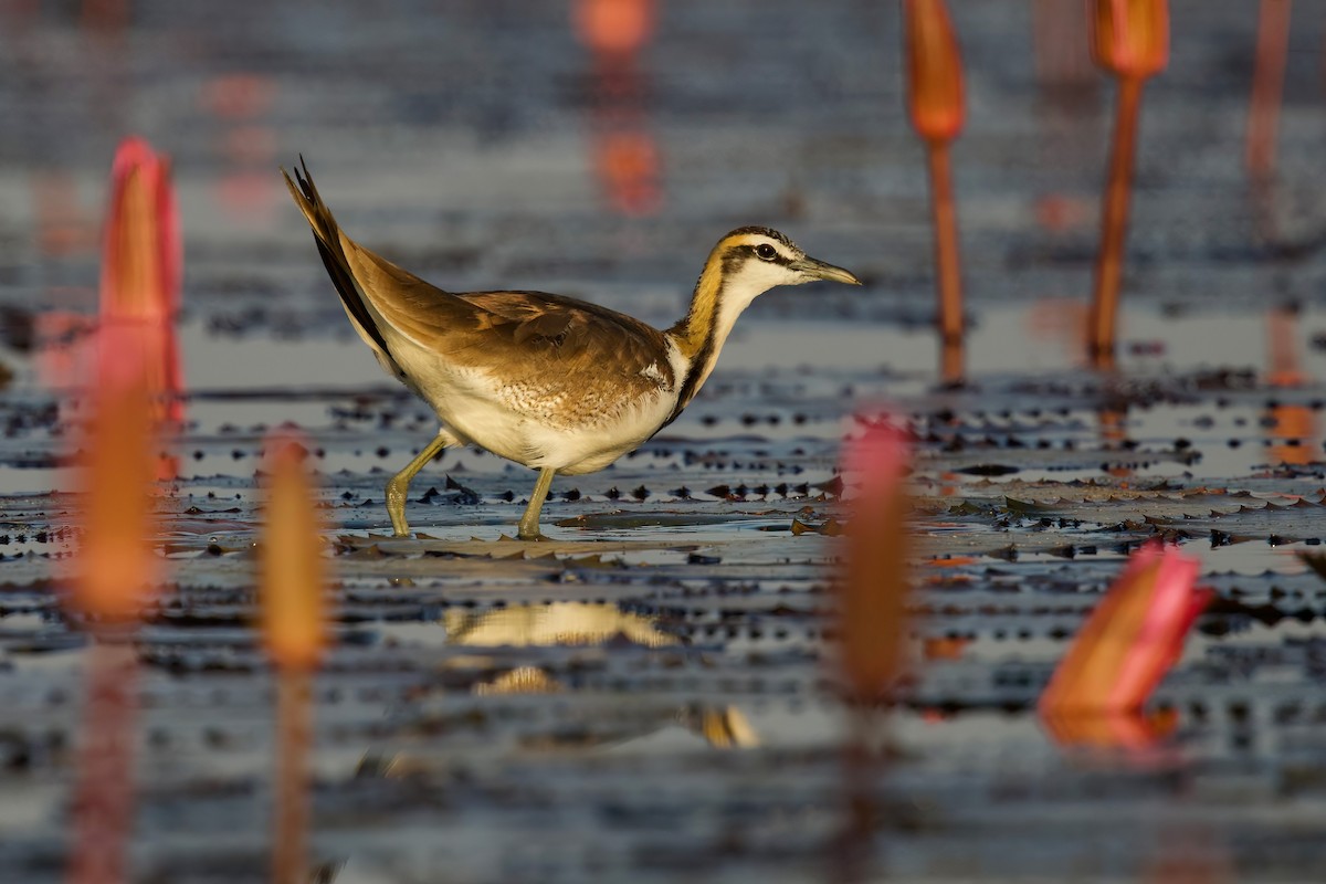 ML648174297 - Pheasant-tailed Jacana - Macaulay Library