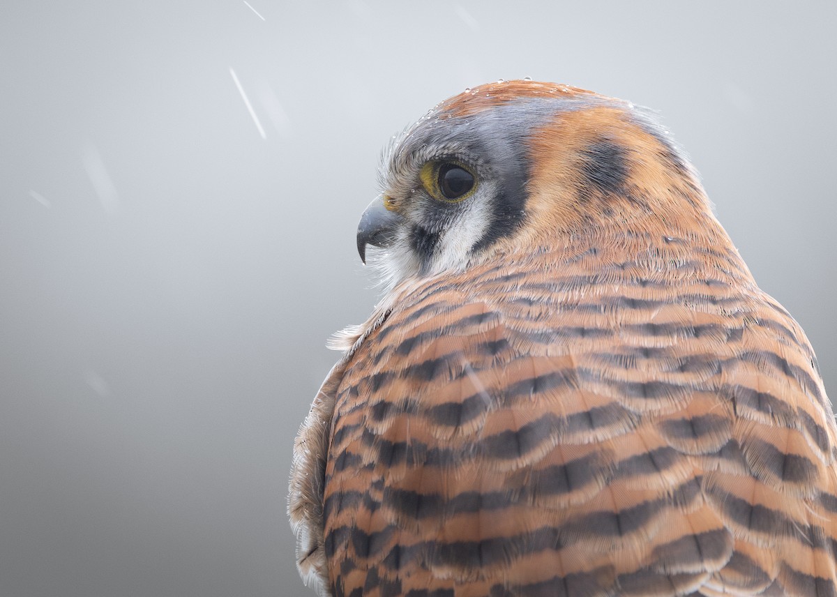 ML648187664 - American Kestrel - Macaulay Library