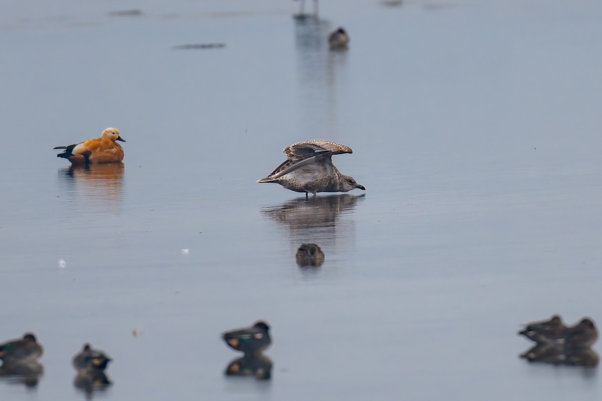 Slaty-backed Gull - Larus schistisagus - Media Search - Macaulay ...