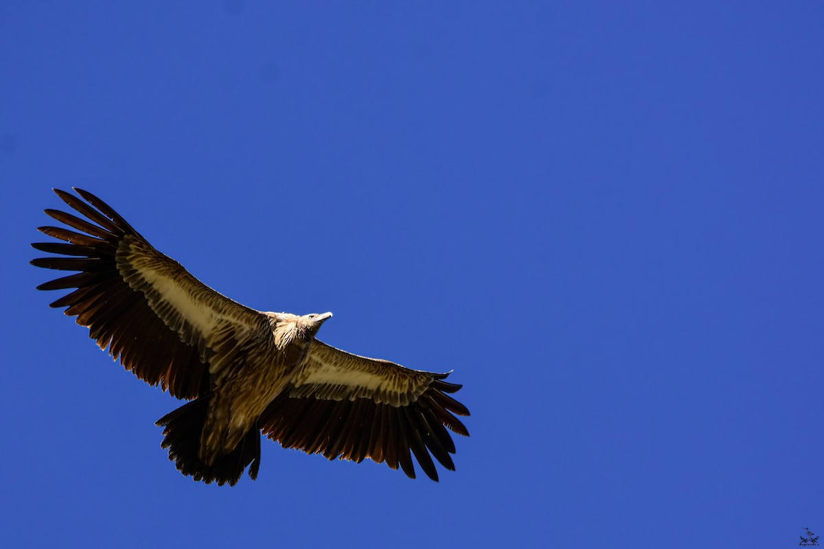 ML648200850 - Himalayan/Eurasian Griffon - Macaulay Library