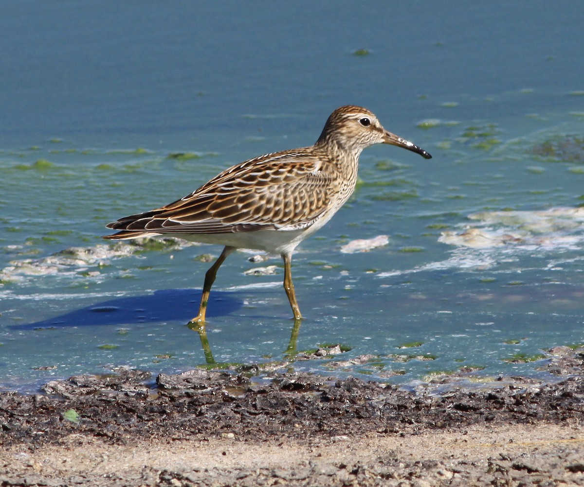 ML648203783 - Pectoral Sandpiper - Macaulay Library