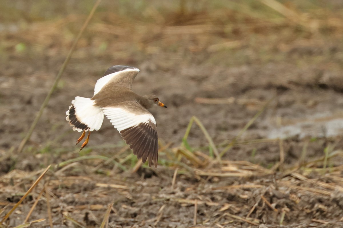 ML648204639 - Gray-headed Lapwing - Macaulay Library
