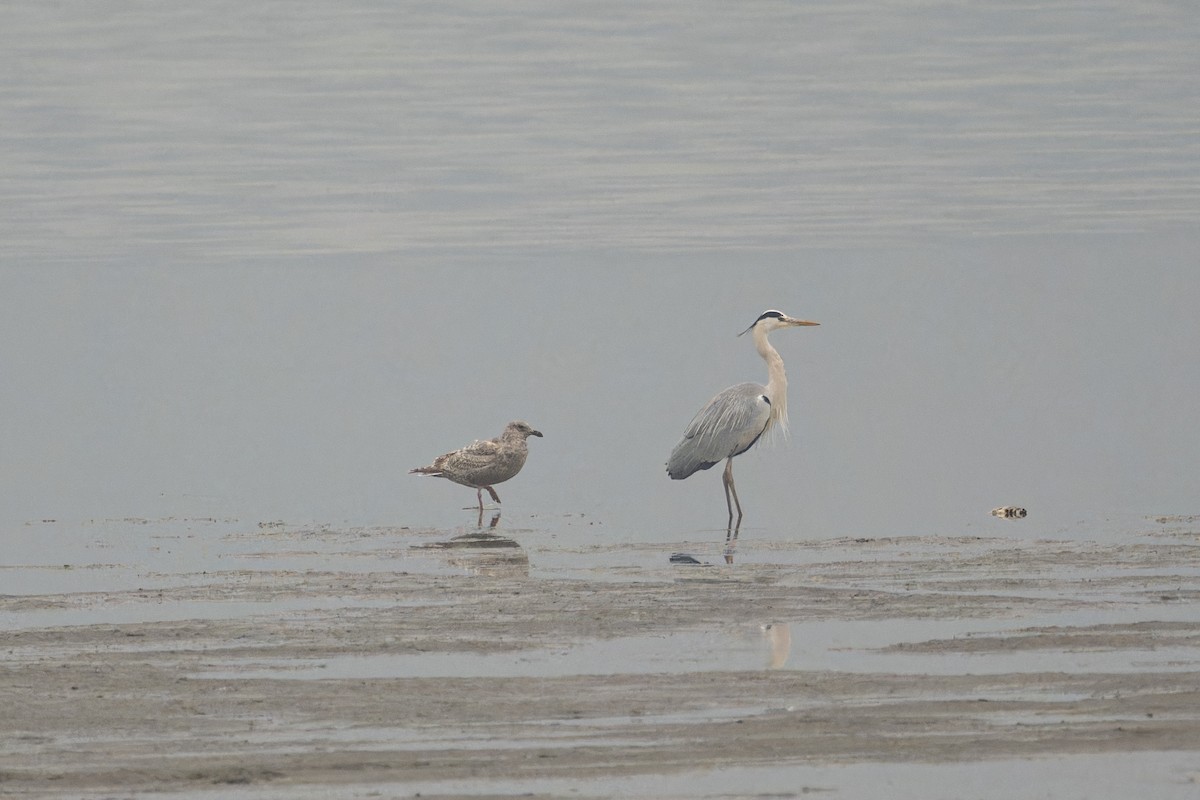 Slaty-backed Gull - Larus schistisagus - Media Search - Macaulay ...