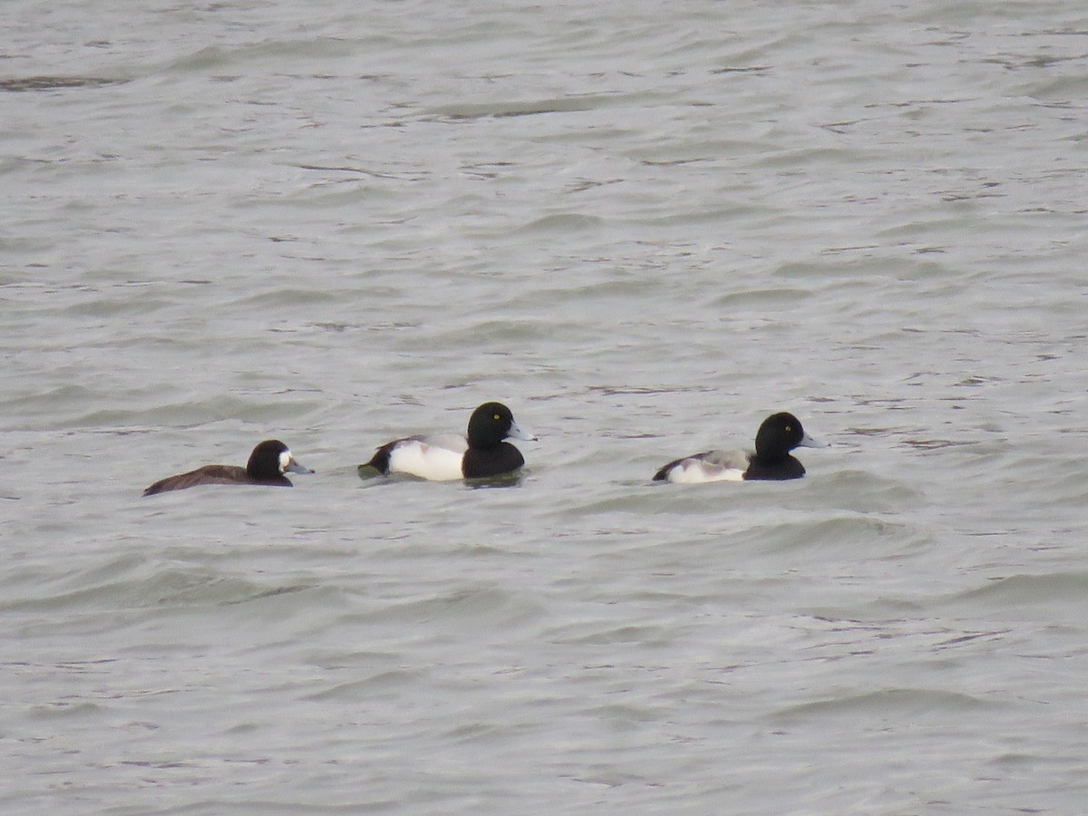 eBird Checklist - 4 Jan 2026 - Clinton SP--West Boat Ramp - 14 species